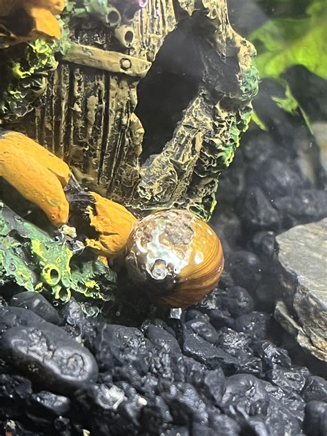 Issue With New Snail Not Sure What To Do Raquaticsnails