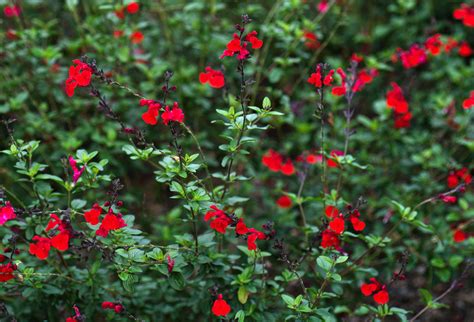 Salvia Greggii Lipstick