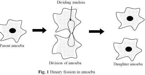 Cbse Science Practical 6 Binary Fission In Amoeba