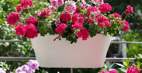 ნემსიწვერის ფერი პირად ცხოვრებაზე გავლენას ახდენს ვისთვის არის