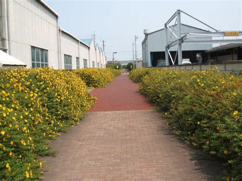 ヒべリカムヒデコート おでかけナビ名古屋と愛知の公園であそぼうおでかけナビ名古屋と愛知の公園であそぼう