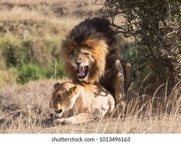Lion Sex Images Stock Photos And Vectors Shutterstock