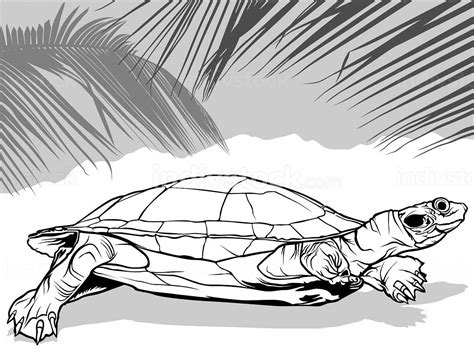 Turtle Shell Drawing Side View
