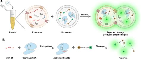 Highly Effective Detection Of Exosomal Mirnas In Plasma Using Liposome Mediated Transfection