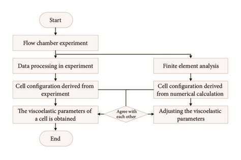 Framework Of Methodology To Determine Viscoelastic Parameters Of A Cell Download Scientific