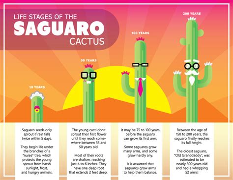 Lifecycle Of The Saguaro Phoenix Valley Review