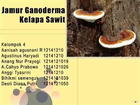Ppt Ganoderma Spp