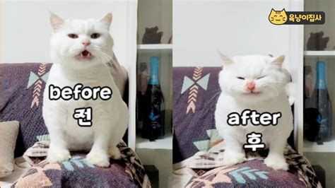 개냥이 집사와 말대꾸하다가 집사한테 강제 뽀뽀 당해서 까칠한 고양이 코가 빨개요 Youtube