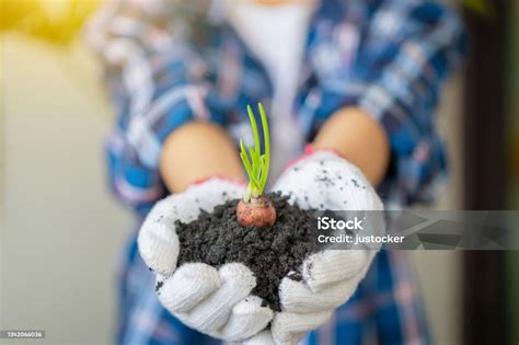 어린 빨간 양파 식물과 토양을 잡고 손 토양과 아이 손 더러운 농업 분야에서 토양을 들고 소녀 손 성장하는 식물 개념 8 9 살에 대한 스톡 사진 및 기타 이미지 Istock