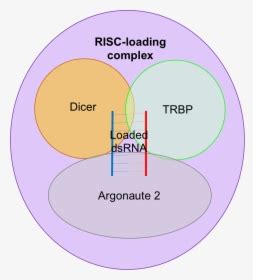 Risc Loading Complex Risc Complex HD Png Download Kindpng