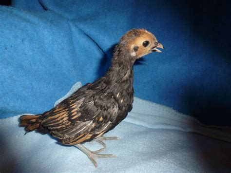 4 Week Old Golden Sebrights Pullets Or Cockerels Backyard Chickens