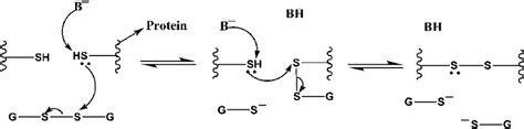 Schematic Representation Of Base Catalyzed Thiol Oxidation To Disulfide Download Scientific