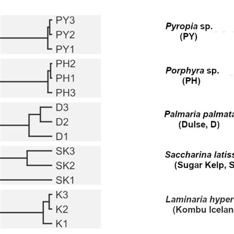 Topological Congruence Between Sugar Profile Based Dendrogram Left