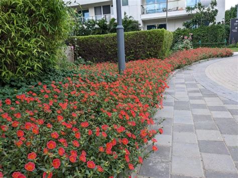 Beauty Of Portulaca Satyapal Yadav