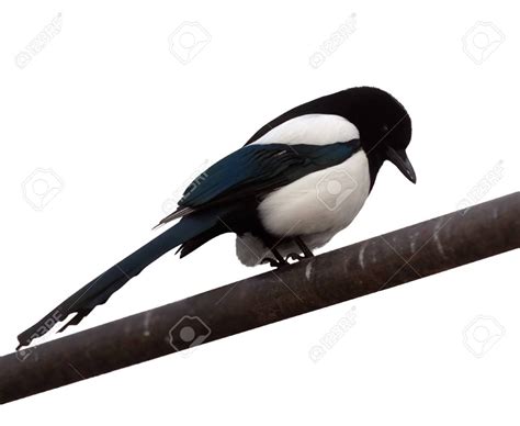 Сорока для детей на белом фоне картинки и фото Poknok Art