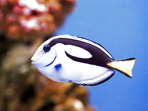 배경 화면 1600x1200 픽셀 물고기 자연 대양 바다 생활 수중 1600x1200 Wallhaven 1648871 배경 화면 Wallhere