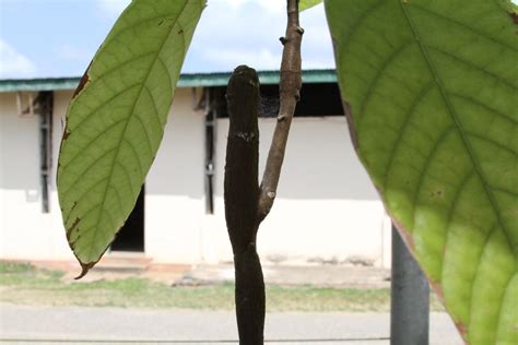 Cocoa Cacao Diseases And Pests Description Uses Propagation