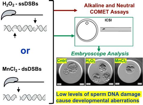 Low Levels Of Mouse Sperm Chromatin Fragmentation Delay Embryo Development
