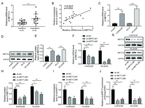 Elevated Mettl3 In Luad Regulated Circkrt17 Expression By M6a