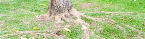 Compensation For Tree Root Damage How To Claim BLB Solicitors