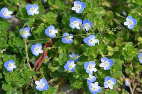初春春の雑草青い花が目を引く オオイヌノフグリ Saluton Mondo 和花の作業部屋