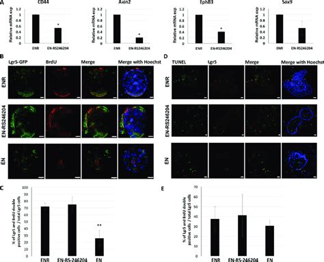 Rs 246204 Regulates Intestinal Stem Cell Proliferation On Enteroid