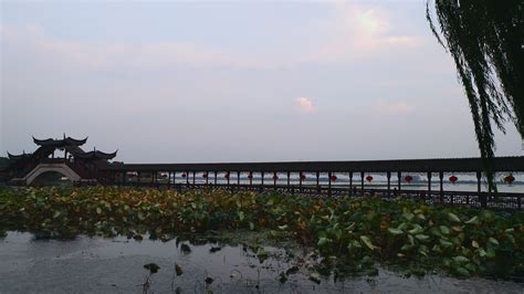 2024古莲桥游玩攻略 锦溪古镇标志性景点，夏天荷 【去哪儿攻略】