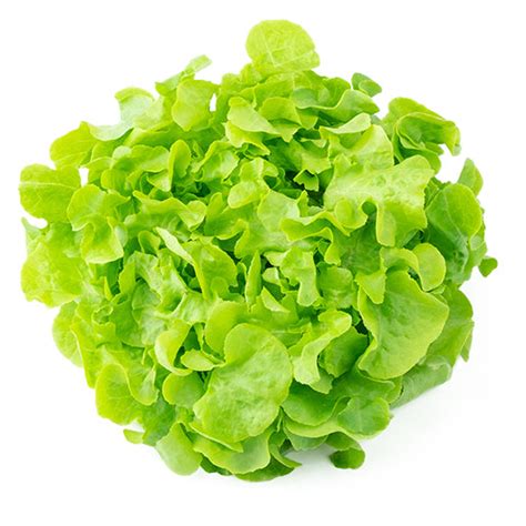 Eichblatt Grün Everleaf