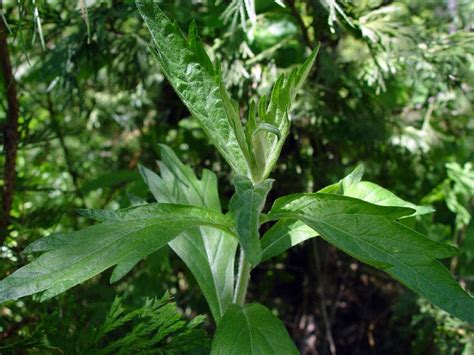 Artemisia Douglasiana Douglas Mugwort