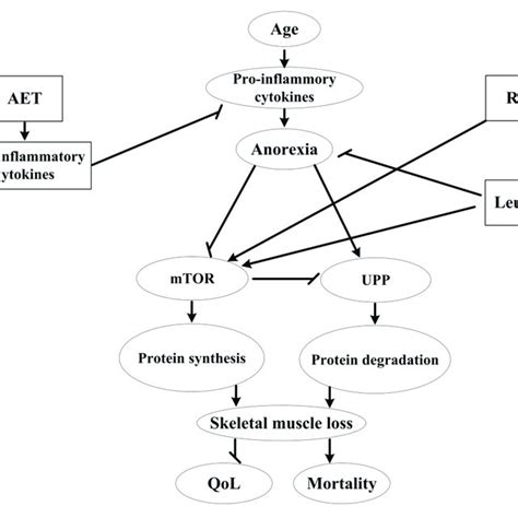 Effects Of Aerobic And Resistance Exercise Training Combined With Download Scientific Diagram