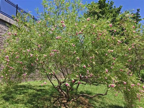 Plants For Dallas Your Source For The Best Landscape Plant