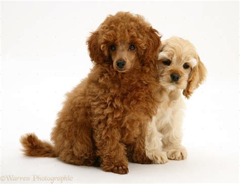 American Cocker Spaniel Breed Guide Learn About The American Cocker Spaniel