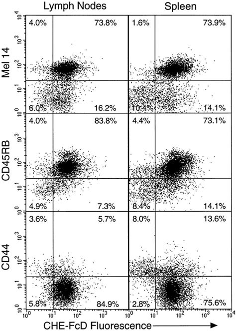 Cd Markers On Lymphocytes At Justin Goodenough Blog