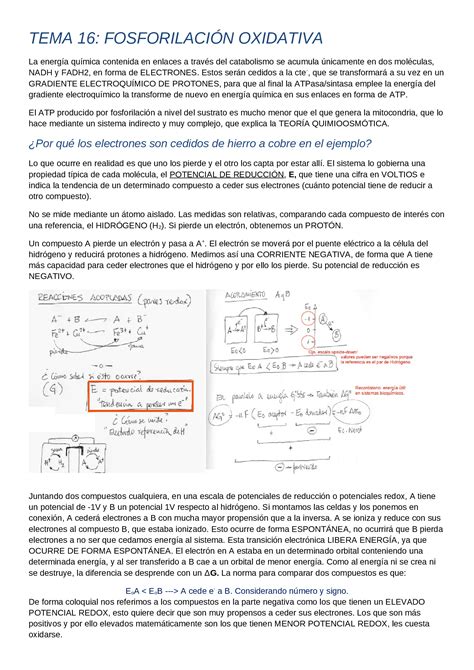 Docx Bioquímica Fosforilacion Oxidativa Dokumentips