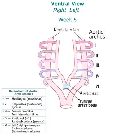 Ligamentum Arteriosum