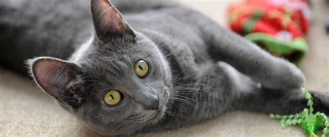 Gray Cat Breeds