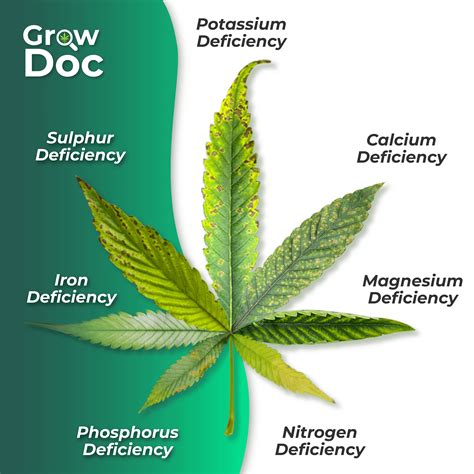 Cannabis Nutrient Chart Need How To Find And Fix Nutrient Deficiencies