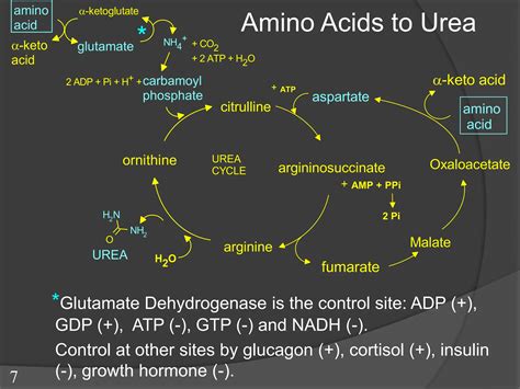 Urea Cycleppt
