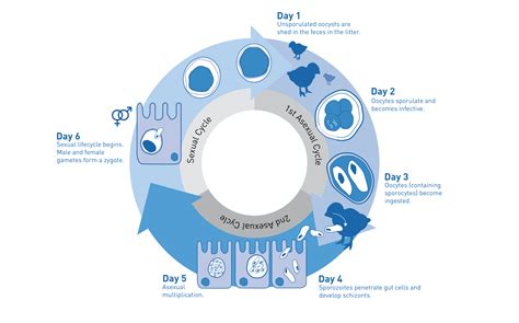 Prevention Or Treatment Of Coccidiosis In Poultry Zamira Australia