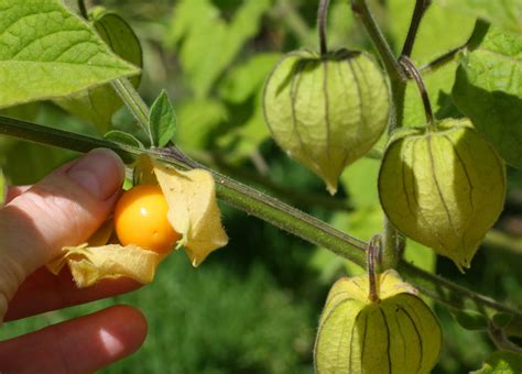 66 Square Feet Plus Growing Cape Gooseberries