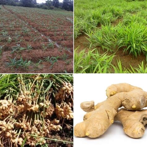 Ginger Cultivation Project Report Farming Economics Agri Farming