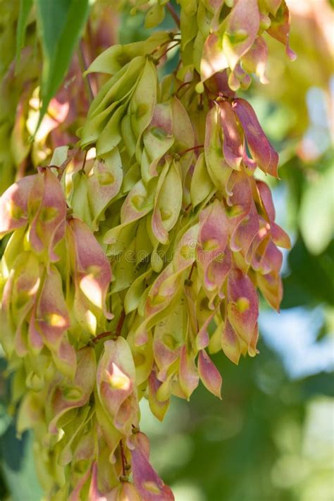 Close Up Growing Chinese Ash Tree Ailanthus Altissima Bunch Seeds