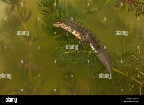 Male Common Newt Swimming Under Water With A Background Of Green Waterplants And Algae Stock