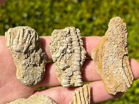 Fossil Crinoids Fossil Collection Lot Of 5 Alabama Fossils Bangor Limestone Formation