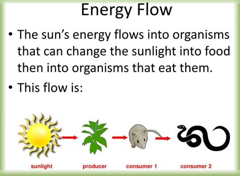 Photosynthesis 2 Diagram Quizlet