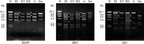 Triangular Septal Nucleus Semantic Scholar