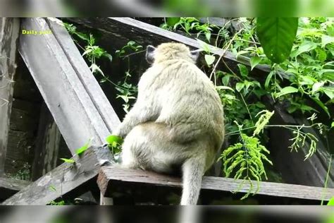 公猴子打架严重受伤，默默地伤心与绝望！