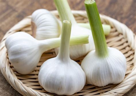 ニンニクの栽培・育て方を徹底解説！芽かきや肥料・害虫・病気対策など失敗しないニンニクの栽培方法ついて詳しく説明 みんなのブログ 体験