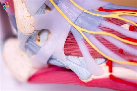 Exploring The Function And Importance Of The Flexor Digitorum Longus Muscle The Lifesciences
