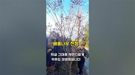 배롱나무 전정 가지치기 방법 Youtube